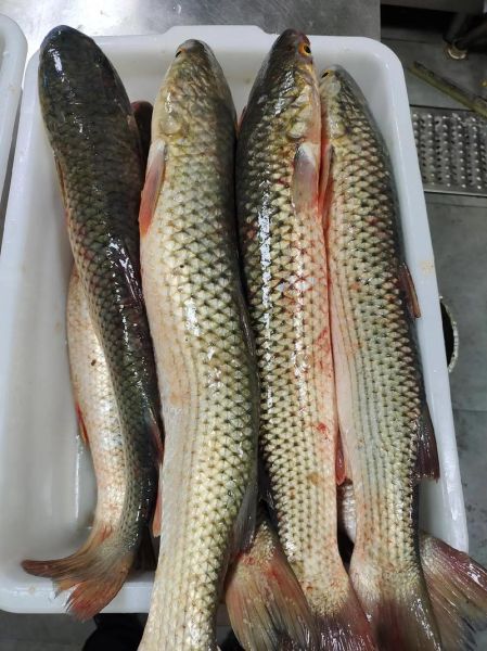 香梭鱼长什么样_香梭鱼怎么做好吃-第2张图片-山城妙识