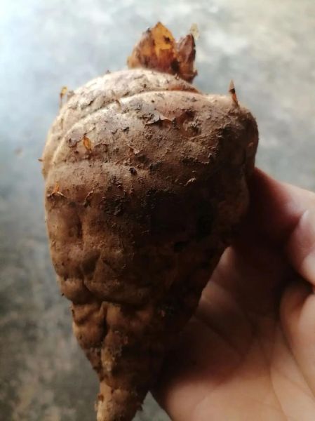 麻薯是什么植物_麻薯原料来源-第1张图片-山城妙识