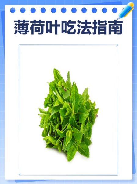 新鲜薄荷叶怎么吃_薄荷叶食用禁忌-第2张图片-山城妙识 新鲜薄荷叶怎么吃_薄荷叶食用禁忌-第2张图片-山城妙识
