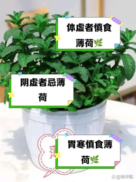 新鲜薄荷叶怎么吃_薄荷叶食用禁忌-第3张图片-山城妙识 新鲜薄荷叶怎么吃_薄荷叶食用禁忌-第3张图片-山城妙识