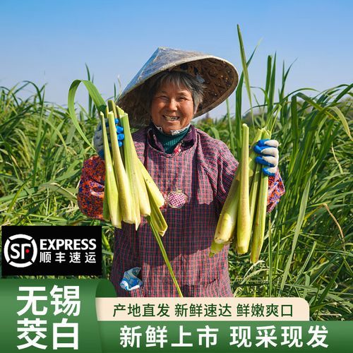 茭儿菜和茭白是一种东西吗_茭儿菜与茭白的区别-第3张图片-山城妙识