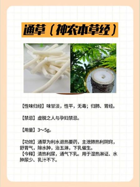 通草可以吃下去吗_通草食用安全性-第2张图片-山城妙识 通草可以吃下去吗_通草食用安全性-第2张图片-山城妙识