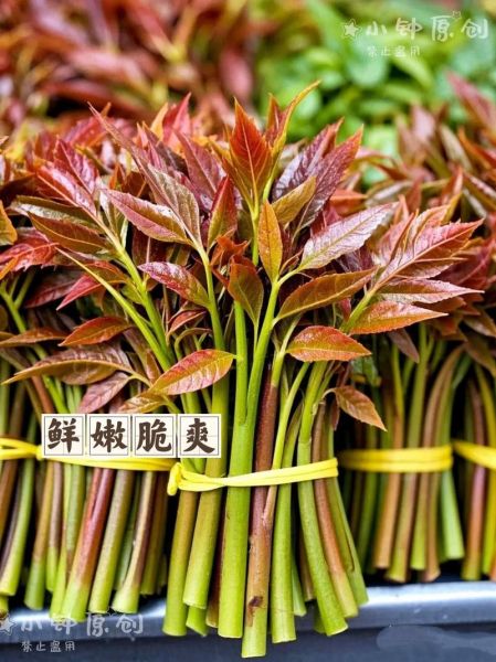 香椿苗怎么种_香椿苗多久能发芽-第1张图片-山城妙识 香椿苗怎么种_香椿苗多久能发芽-第1张图片-山城妙识