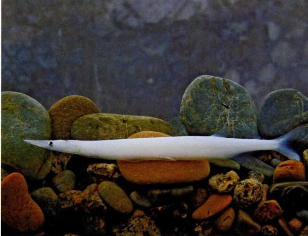 白肌银鱼多少钱一斤_白肌银鱼价格行情-第1张图片-山城妙识