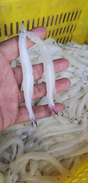 白肌银鱼多少钱一斤_白肌银鱼价格行情-第3张图片-山城妙识