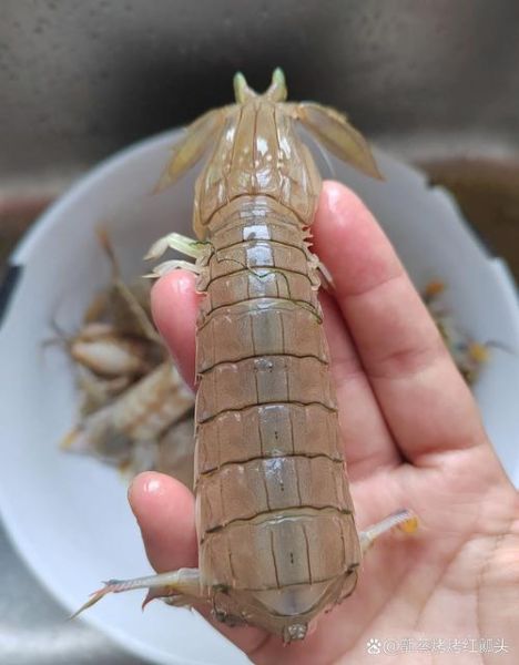 虾爬子几月份最肥_什么时候吃最鲜美-第3张图片-山城妙识 虾爬子几月份最肥_什么时候吃最鲜美-第3张图片-山城妙识