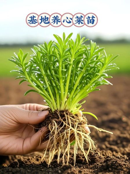 救心菜怎么吃_救心菜的做法大全-第1张图片-山城妙识 救心菜怎么吃_救心菜的做法大全-第1张图片-山城妙识