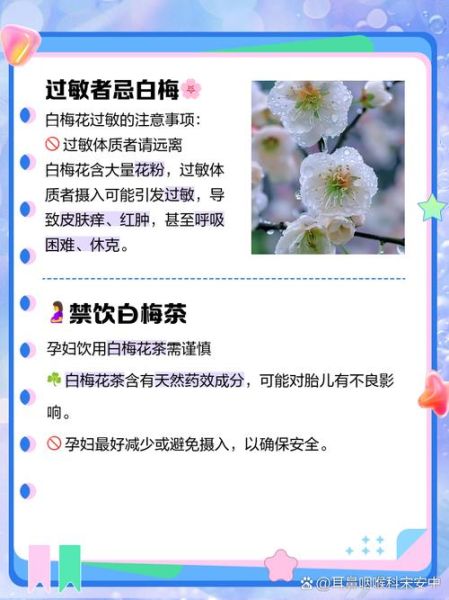 白梅花什么人不能喝_孕妇与低血压人群慎饮-第1张图片-山城妙识 白梅花什么人不能喝_孕妇与低血压人群慎饮-第1张图片-山城妙识