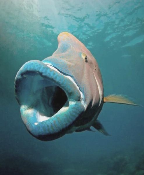 苏眉鱼真假怎么区分_假苏眉鱼有哪些常见品种-第1张图片-山城妙识