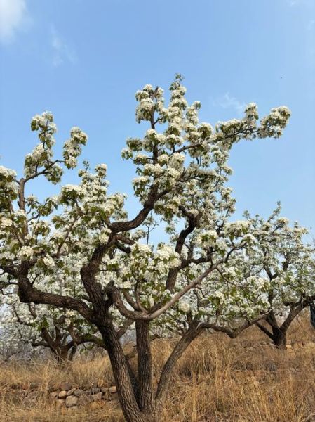 梨花什么时候开花_梨花的花语是什么-第2张图片-山城妙识