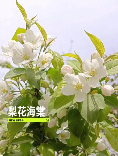 梨花什么时候开花_梨花的花语是什么-第3张图片-山城妙识