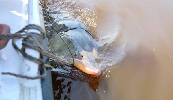 达氏鳇是什么鱼_达氏鳇和中华鲟区别-第2张图片-山城妙识 达氏鳇是什么鱼_达氏鳇和中华鲟区别-第2张图片-山城妙识