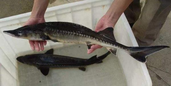 达氏鳇是什么鱼_达氏鳇和中华鲟区别-第1张图片-山城妙识 达氏鳇是什么鱼_达氏鳇和中华鲟区别-第1张图片-山城妙识