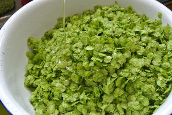 榆钱哪些人不能吃_孕妇能吃吗-第2张图片-山城妙识