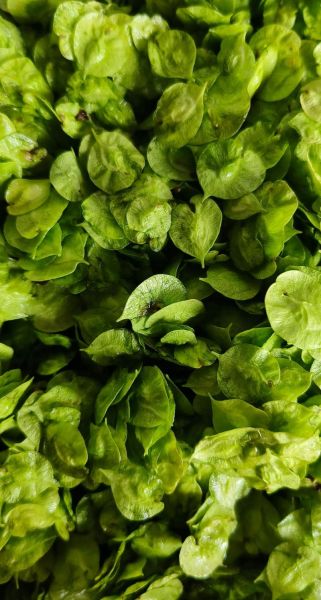 榆钱哪些人不能吃_孕妇能吃吗-第1张图片-山城妙识