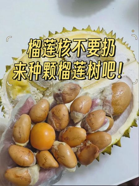 榴莲核怎么吃_榴莲核能生吃吗-第1张图片-山城妙识 榴莲核怎么吃_榴莲核能生吃吗-第1张图片-山城妙识