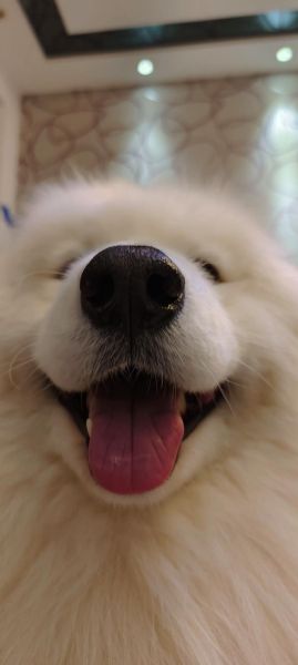 狗宝是什么_狗宝多少钱一克-第3张图片-山城妙识