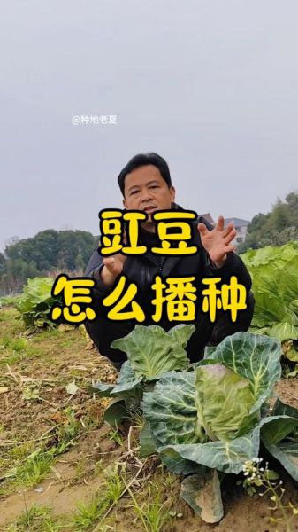 豇豆什么时候播种_豇豆种植技术与管理-第1张图片-山城妙识