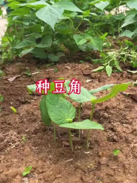 豇豆什么时候播种_豇豆种植技术与管理-第2张图片-山城妙识