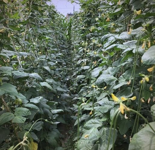 豇豆什么时候播种_豇豆种植技术与管理-第3张图片-山城妙识