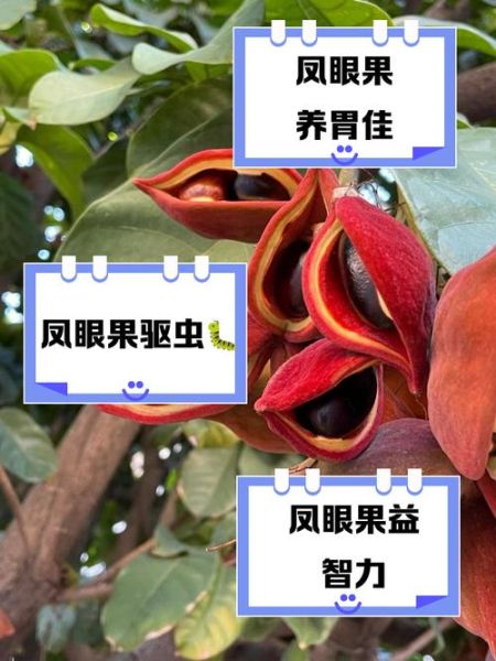 凤眼果煲汤的做法_凤眼果煲汤有什么功效-第2张图片-山城妙识