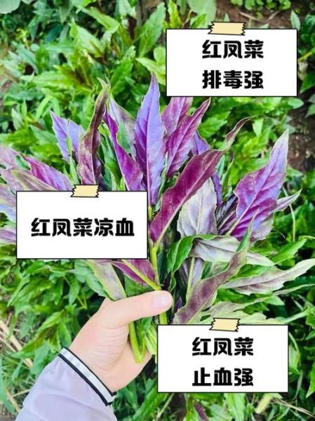 红凤菜抗癌还是致癌_真相解析-第1张图片-山城妙识