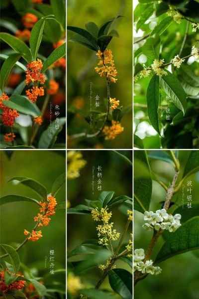 桂花图片高清_如何拍摄出高清桂花细节-第2张图片-山城妙识