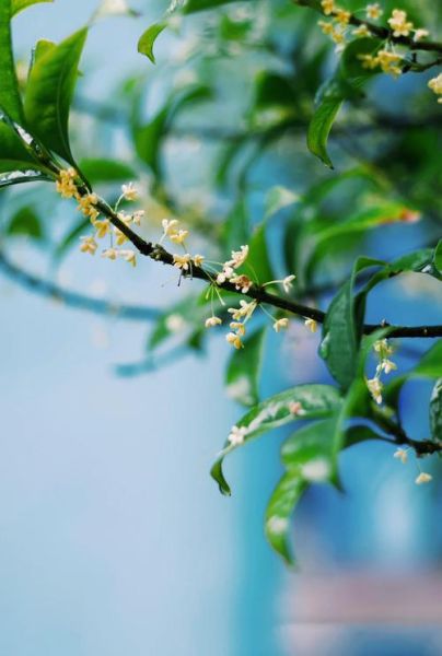 桂花图片高清_如何拍摄出高清桂花细节-第1张图片-山城妙识