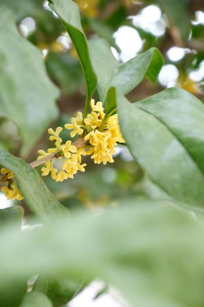 桂花图片高清_如何拍摄出高清桂花细节-第3张图片-山城妙识