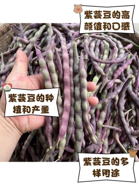 紫芸豆图片_紫芸豆长什么样-第1张图片-山城妙识