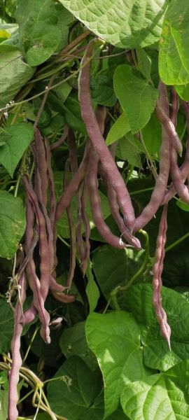 紫芸豆图片_紫芸豆长什么样-第2张图片-山城妙识