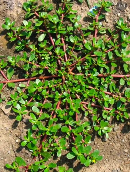 马齿苋的副作用有哪些_马齿苋吃多了会怎样-第1张图片-山城妙识