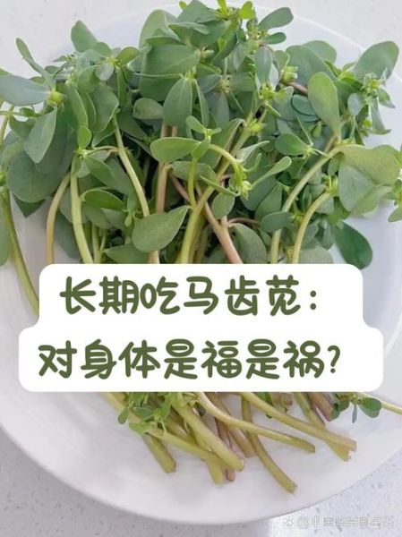 马齿苋的副作用有哪些_马齿苋吃多了会怎样-第2张图片-山城妙识