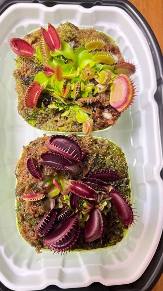 食人花怎么养_食人花养殖方法-第3张图片-山城妙识