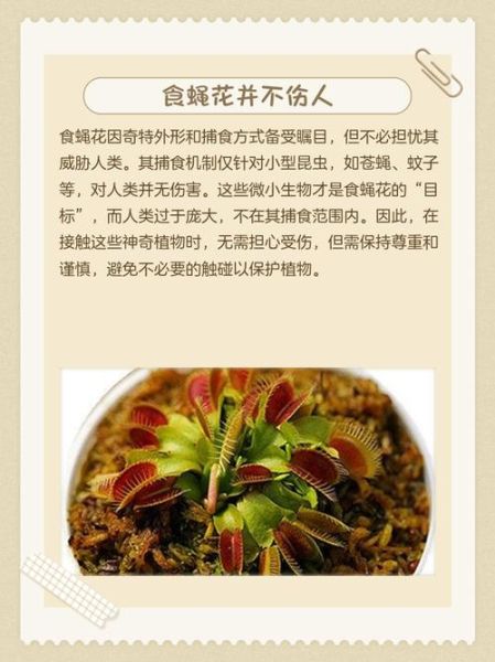 食人花怎么养_食人花养殖方法-第2张图片-山城妙识
