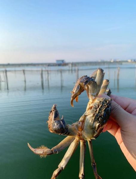 大闸蟹产地有哪些地方_正宗阳澄湖在哪-第1张图片-山城妙识