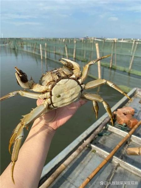 大闸蟹产地有哪些地方_正宗阳澄湖在哪-第2张图片-山城妙识