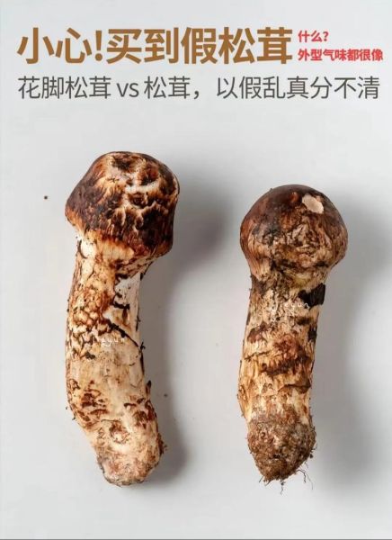 花松茸图片大全_如何分辨真假花松茸-第1张图片-山城妙识