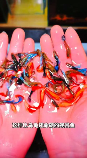 小红鱼视频怎么拍_小红鱼视频拍摄技巧-第3张图片-山城妙识