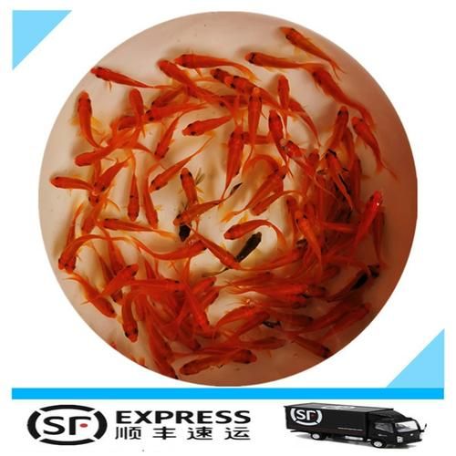 小红鱼视频怎么拍_小红鱼视频拍摄技巧-第2张图片-山城妙识