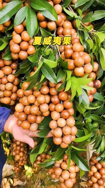 夏威夷果的功效与作用_夏威夷果多少钱一斤-第1张图片-山城妙识