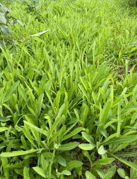 苦苣菜怎么做好吃_苦苣菜的家常做法大全-第3张图片-山城妙识