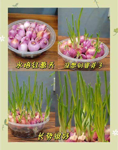 葱头怎么保存不发芽_葱头发芽了还能吃吗-第2张图片-山城妙识 葱头怎么保存不发芽_葱头发芽了还能吃吗-第2张图片-山城妙识