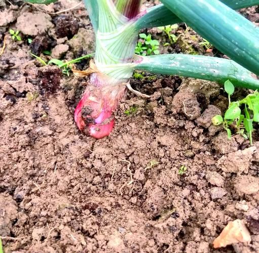 葱头怎么保存不发芽_葱头发芽了还能吃吗-第3张图片-山城妙识 葱头怎么保存不发芽_葱头发芽了还能吃吗-第3张图片-山城妙识