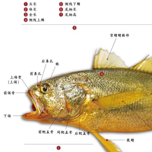 黄鱼图片大全_黄鱼种类怎么区分-第1张图片-山城妙识