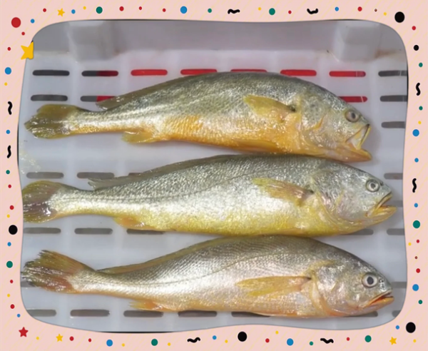 黄鱼图片大全_黄鱼种类怎么区分-第2张图片-山城妙识