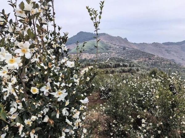 油茶花期多久_油茶花期管理要点-第1张图片-山城妙识 油茶花期多久_油茶花期管理要点-第1张图片-山城妙识