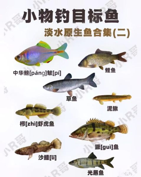 中国溪流鱼大全_常见品种有哪些-第1张图片-山城妙识