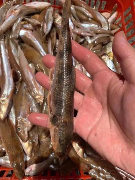 中国溪流鱼大全_常见品种有哪些-第3张图片-山城妙识