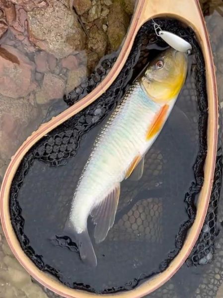 中国溪流鱼大全_常见品种有哪些-第2张图片-山城妙识